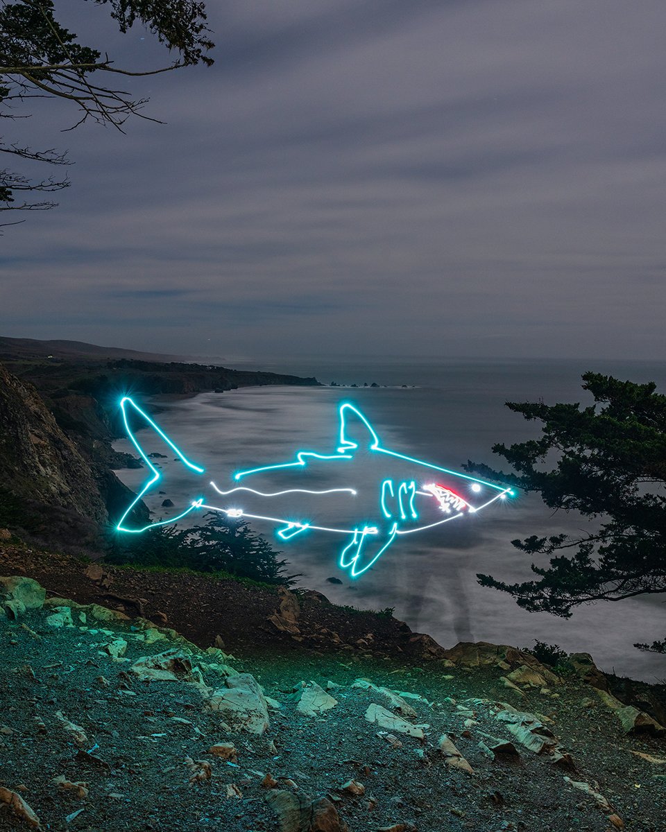 Great Light Shark Print – Dariustwin