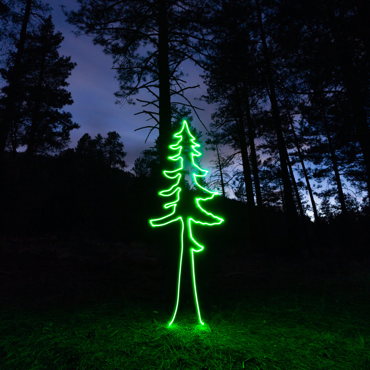 One Line Pine Print – Dariustwin