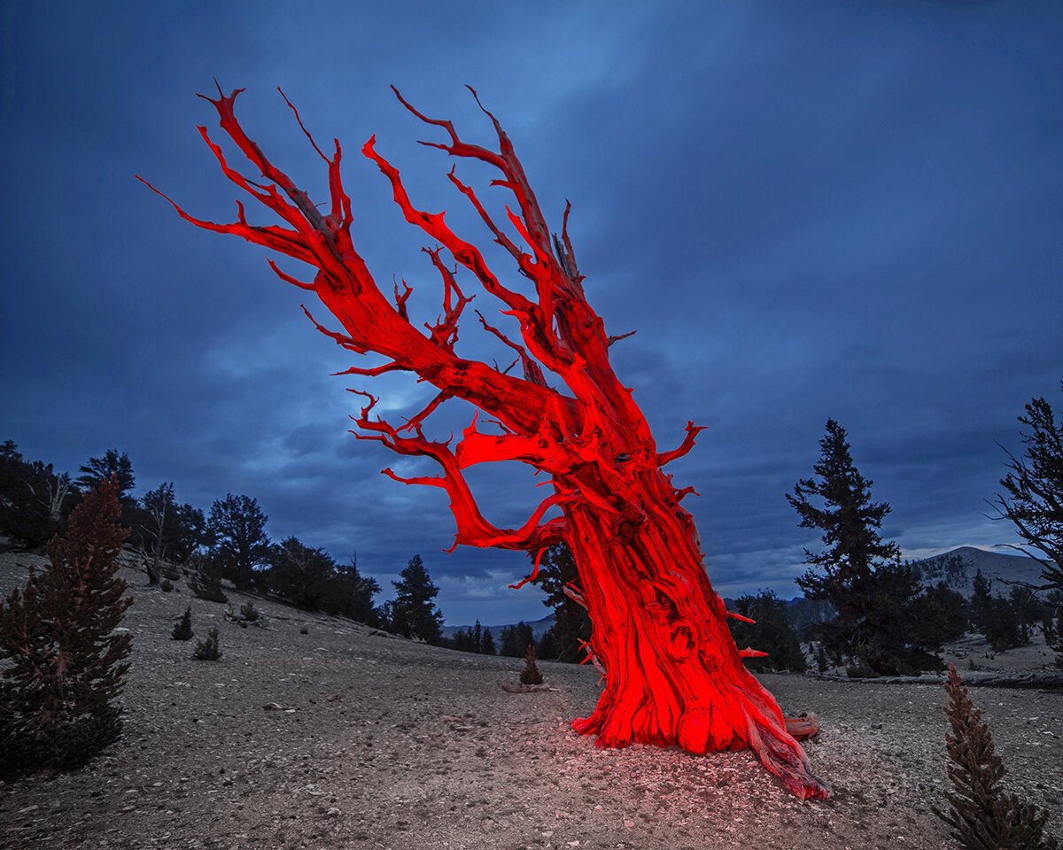 Wizard Tree Print – Dariustwin